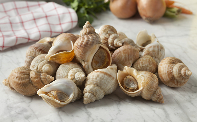 L'amande de mer, découvrez-la de A à Z - La voile blanche